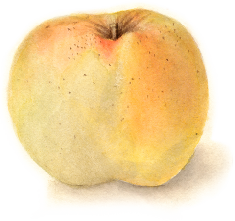 Varieties - Apple Wedge Packers & Cider