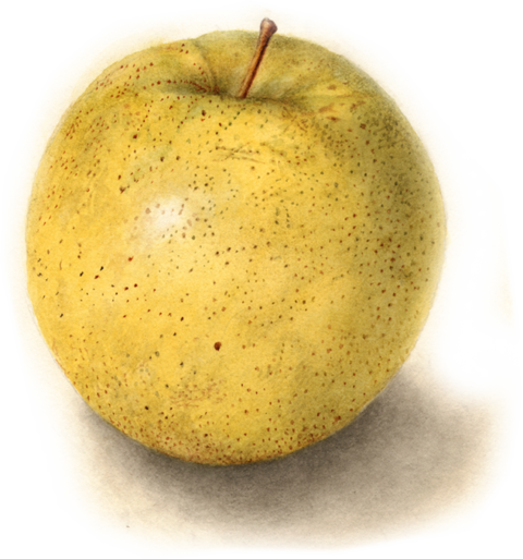 Apple Wedge Packers & Cider - Hendersonville, NC