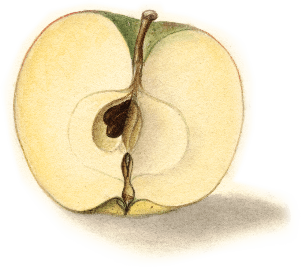 Our Farm - Apple Wedge Packers & Cider