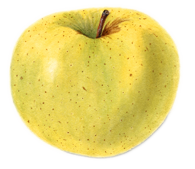 Fresh Cider - Apple Wedge Packers & Cider